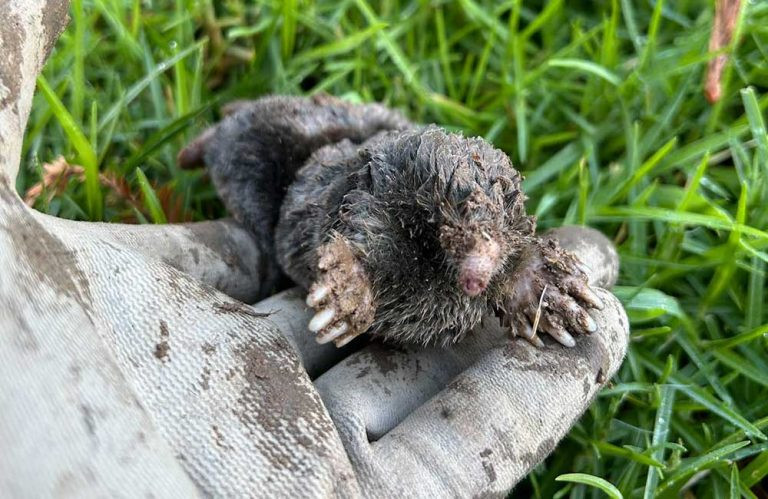 How to Get Rid Of Moles in Your Yard and Garden