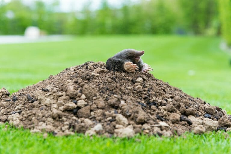 Gopher vs Mole: What are the Main Differences? - Smith's Pest Management