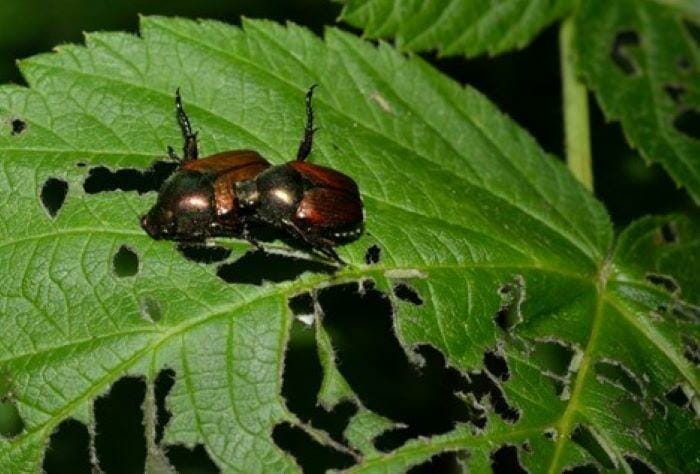 How To Get Rid Of Beetles In Your Home Yard 2023 Smith s Pest Management