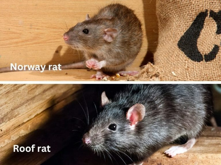 The 5 Best Ways to Get Rid of Rats in Your Home Fast - Smith's Pest ...