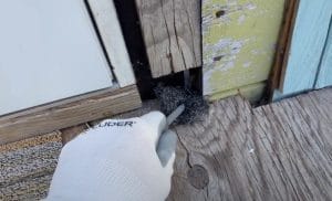 The 5 Best Ways to Get Rid of Rats in Your Home Fast - Smith's Pest ...