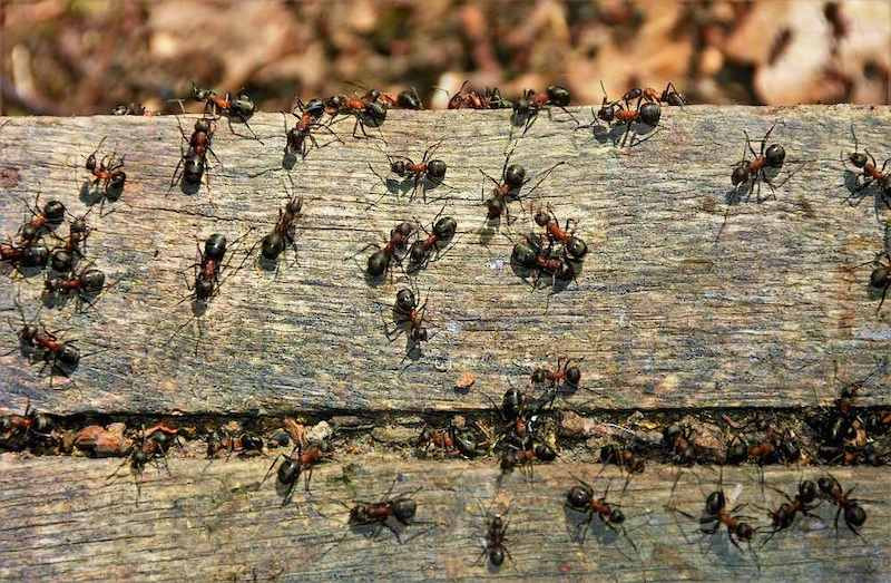 How To Get Rid Of Ants Inside & Outside the House | Smith's Pest Management