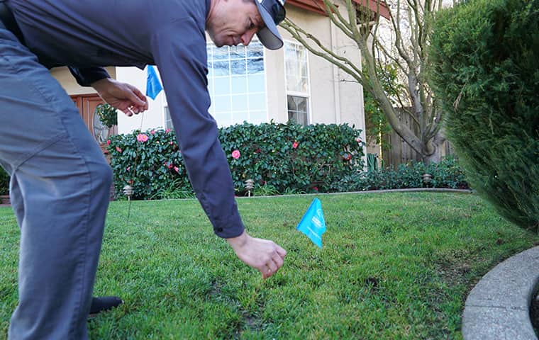 Ground Squirrel Control That Is Healthy Schools Act Compliant