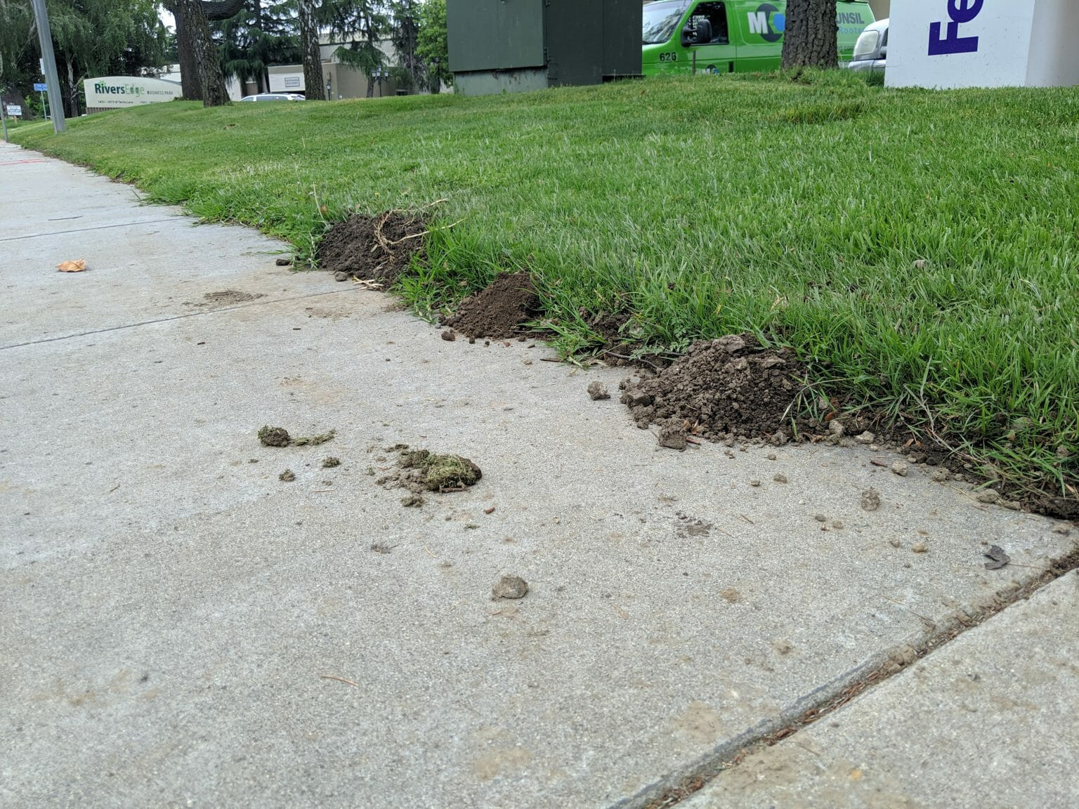 What Does Mole Damage Look Like?