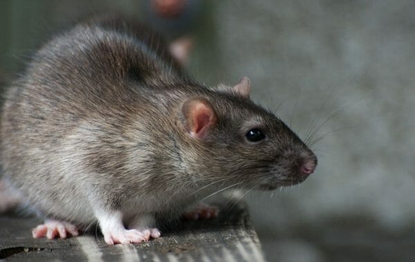 The 5 Best Ways to Get Rid of Rats in Your Home Fast - Smith's Pest ...