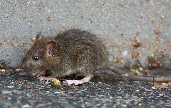 The 5 Best Ways to Get Rid of Rats in Your Home Fast - Smith's Pest ...