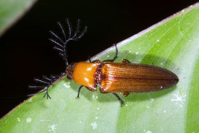 How Do Click Beetles Get In Your House Coralie Sumner