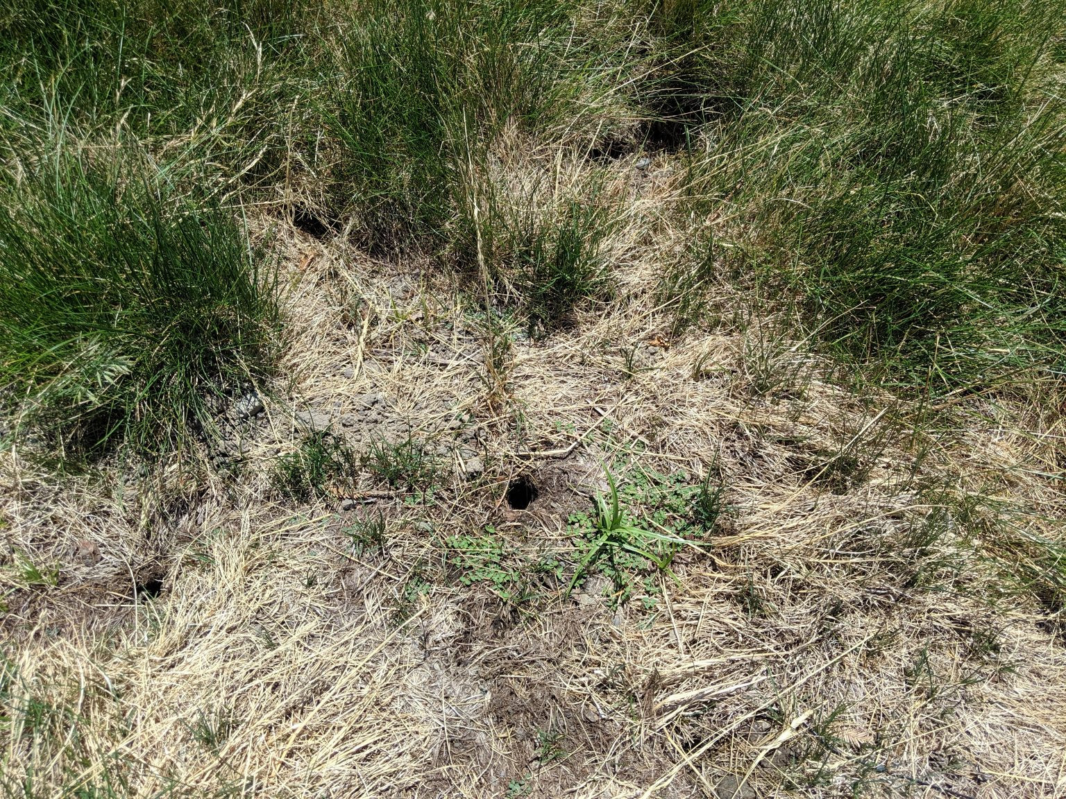 Meadow Vole Identification Guide For California Residents