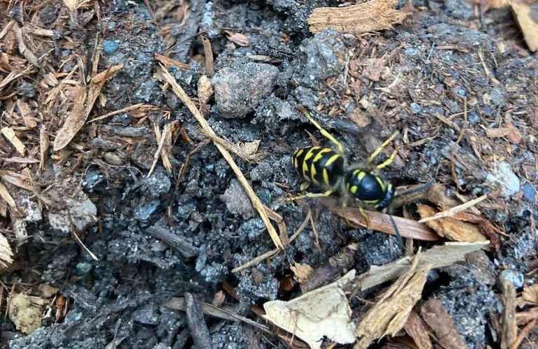 How to Get Rid of Yellowjackets in Your Yard: A Complete Guide [2025]