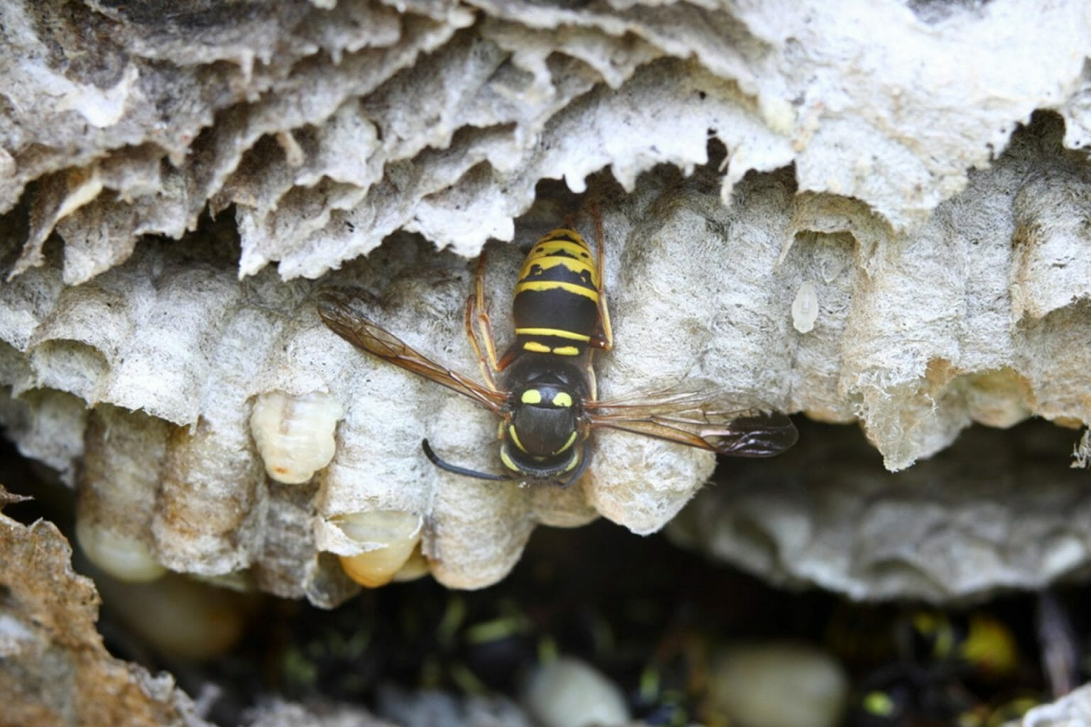 How to Get Rid of Yellowjackets in Your Yard: A Complete Guide [2024]