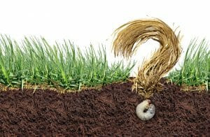 Grubs in Lawn? Here's How to Get Rid Them for Good