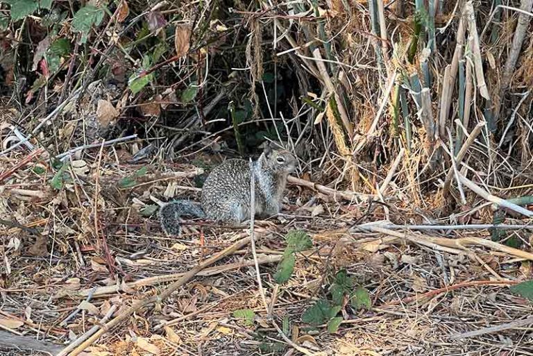 How to Get Rid of Ground Squirrels: A Complete Guide