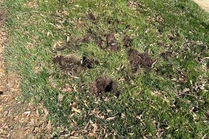 How to Get Rid of Ground Squirrels: A Complete Guide