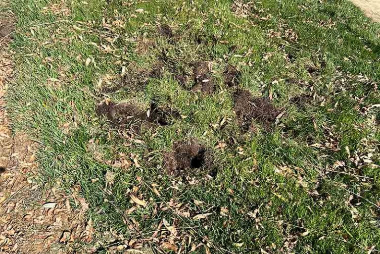 How to Get Rid of Ground Squirrels: A Complete Guide