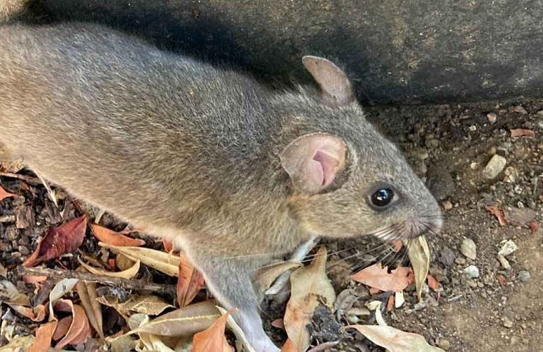 How to Get Rid of Rats Outside: 10 Effective Ways