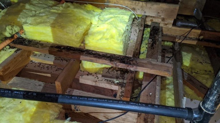 How to Catch and Trap a Rat in the House: 7 Smart Steps