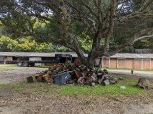 How to Get Rid of Rats Outside: 10 Effective Ways