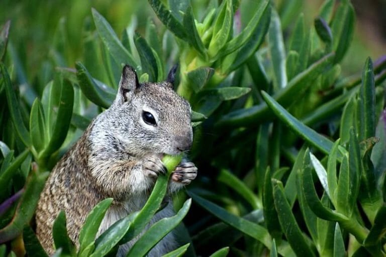 How to Keep Ground Squirrels Out of Your Garden | Smith's Pest Management