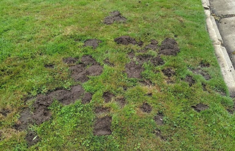 Gopher vs Mole: What are the Main Differences? - Smith's Pest Management