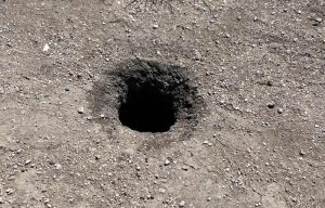 What Do Ground Squirrels Eat? Their 6 Favorite Foods - Smith's Pest ...