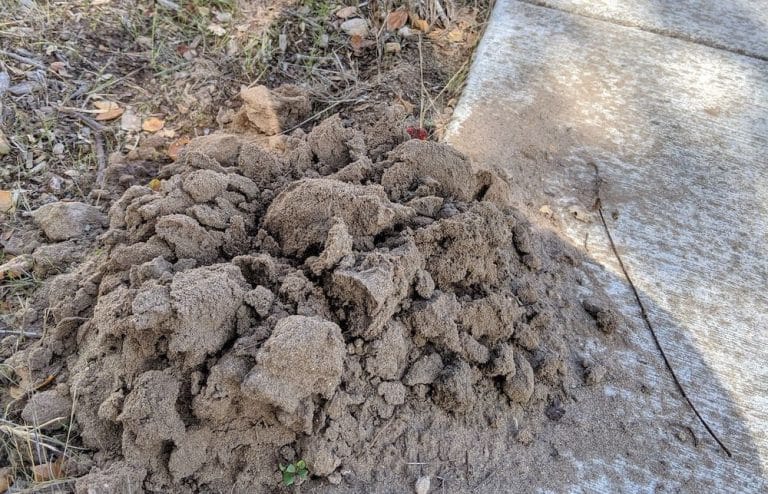 Voles vs Moles: What are the Differences? - Smith's Pest Management