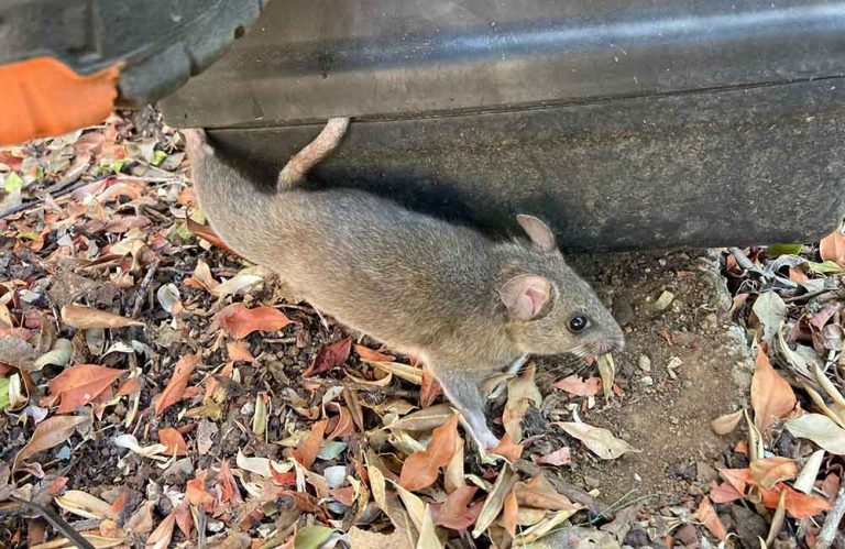 What Do Rats Eat? Their 13 Favorite Foods - Smith's Pest Management