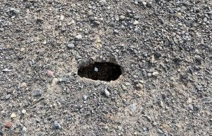 How To Trap A Gopher Like a Pro: 5 Easy Steps