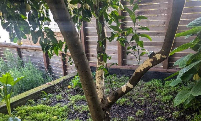 What Do Rats Eat? Their 13 Favorite Foods - Smith's Pest Management