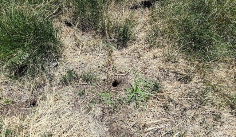 How to Trap a Vole: 5 Effective Steps - Smith's Pest Management