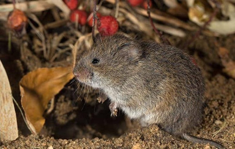 Voles vs Mice: What are the Differences? - Smith's Pest Management