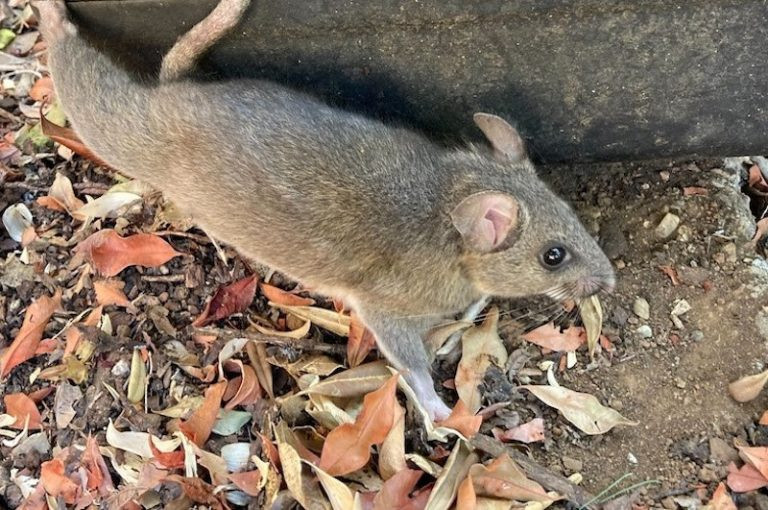 How to Prevent Rodent Problems in Your Berkeley Home - Smith's Pest ...