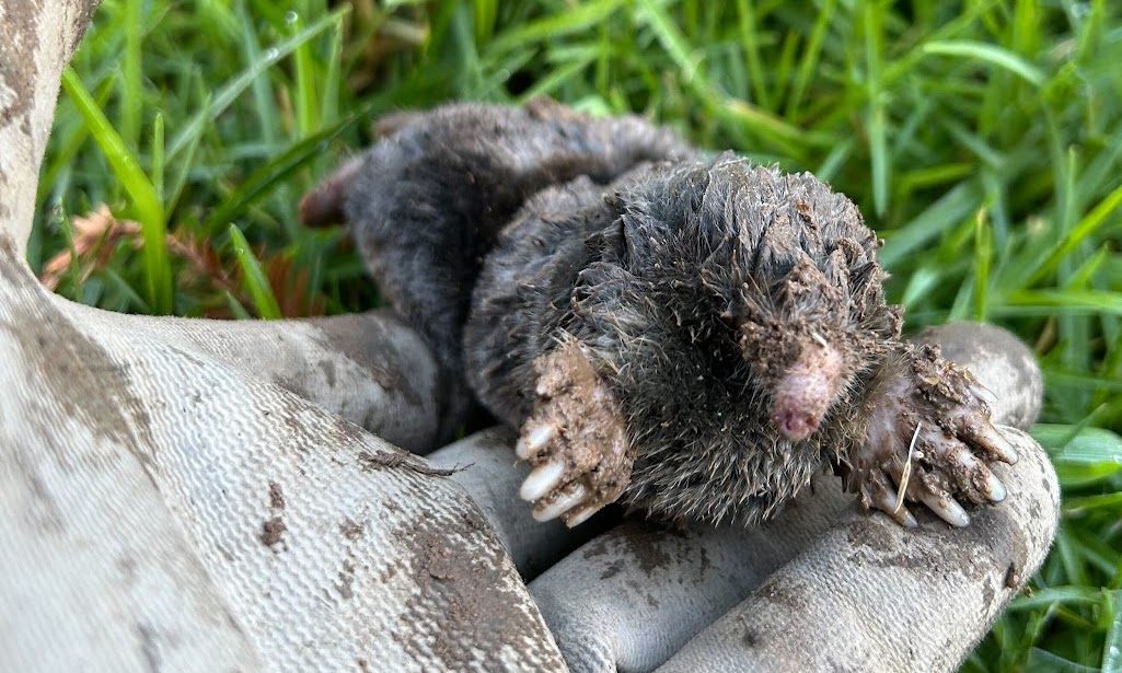 A Homeowner's Guide to Mole Control in Fairfax - Smith's Pest Management