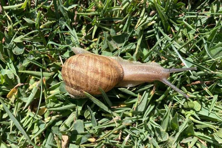 7 Most Common Garden Pests in Cupertino (And How to Control Them ...