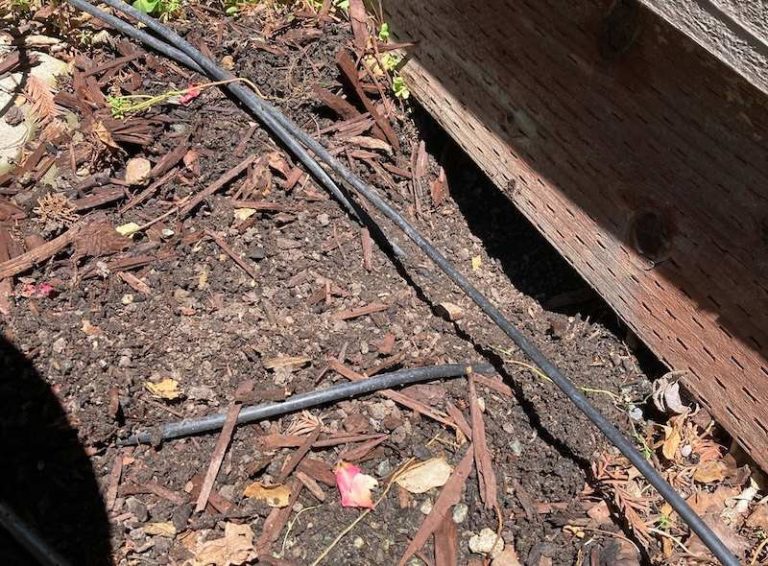 What to Do About Rat Holes in the Yard: A Homeowner’s Guide - Smith's ...