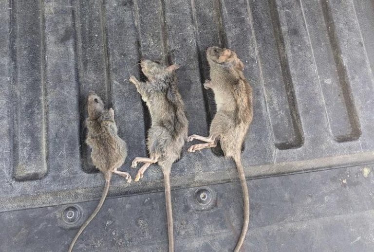 What to Do About Rat Holes in the Yard: A Homeowner’s Guide - Smith's ...