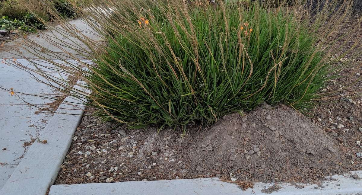 Signs You Have Gophers in Your Concord Yard (And How to Get Rid of Them ...